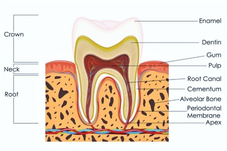 Root Canal - Endodontist - We are experts at saving your natural teeth.