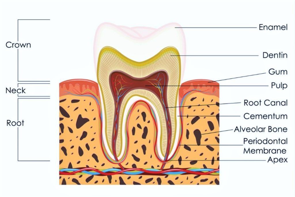 Root Canal - Endodontist - We are experts at saving your natural teeth.